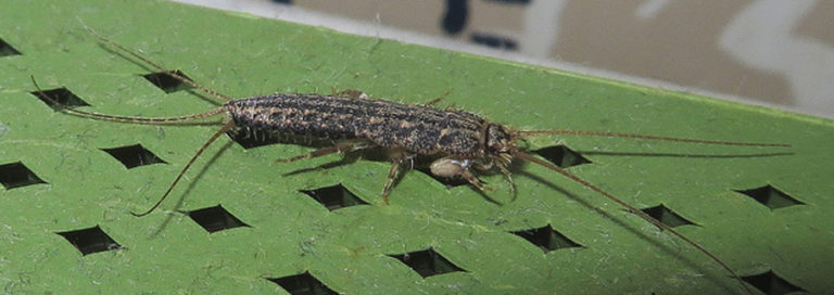 Firebrat - Chagrin Valley Pest Control