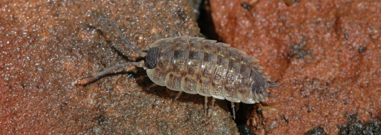 Sow Bugs - Chagrin Valley Pest Control